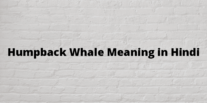 Humpback Whale Meaning In Hindi - हिंदी अर्थ