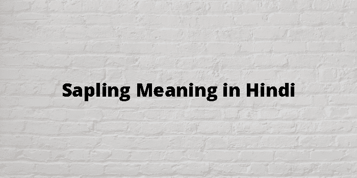 Sapling Meaning In Hindi - हिंदी अर्थ
