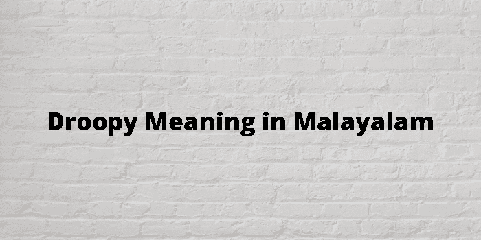 Droopy Meaning In Malayalam - മലയാളം അർത്ഥം