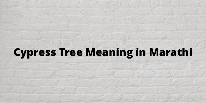 Cypress Tree Meaning In Marathi - मराठी अर्थ