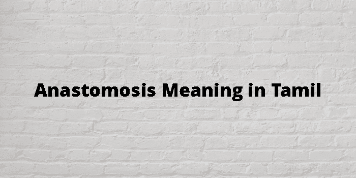 Anastomosis Meaning In Tamil - தமிழ் அர்த்தம்