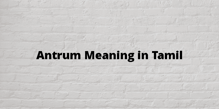 Antrum Meaning In Tamil - தமிழ் அர்த்தம்