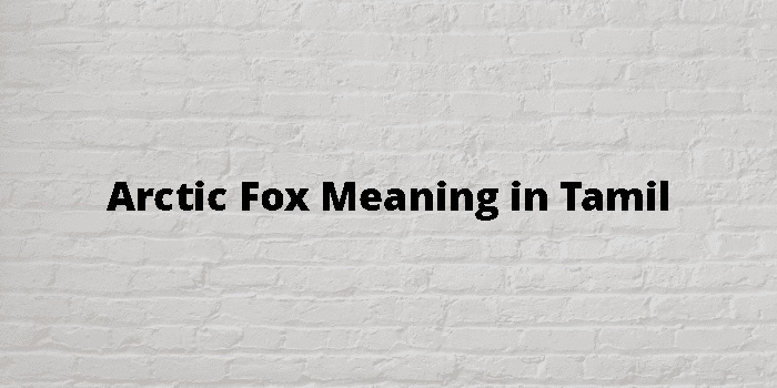 Arctic Fox Meaning In Tamil - தமிழ் அர்த்தம்