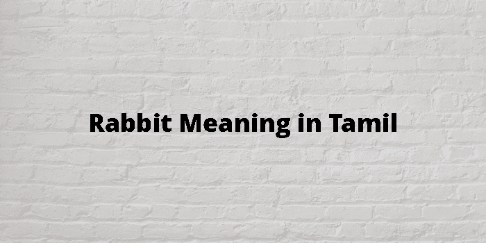 Rabbit Meaning In Tamil - தமிழ் அர்த்தம்