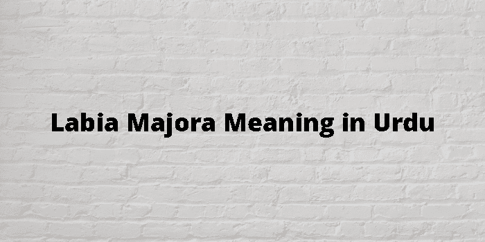 Labia Majora Meaning In Urdu - اردو معنی