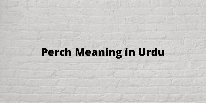 Perch Meaning In Urdu - اردو معنی