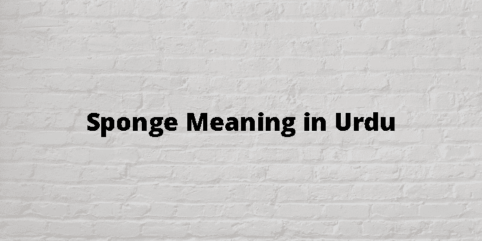 Sponge Meaning In Urdu - اردو معنی